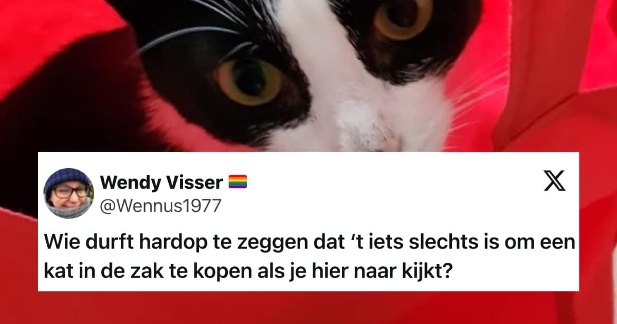 15x de kat in de zak: open for surprises! - DIWMOSMZ