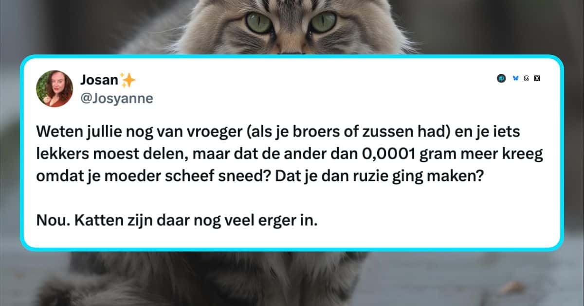 Katten: schattig, koppig en totaal onvoorspelbaar - DIWMOSMZ
