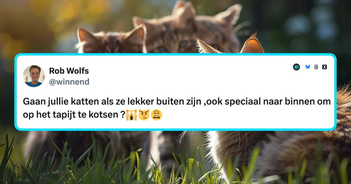 Katten zijn altijd de baas - DIWMOSMZ